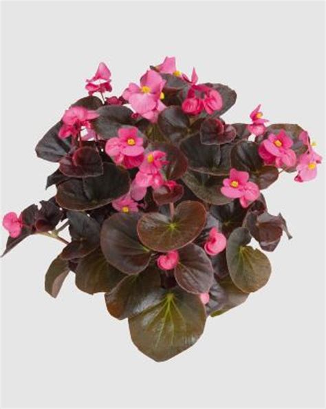 Begonia Semperflorens Cocktail® Tequila Bulk Wax Begonia Seeds