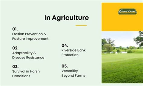 Bermuda Grass Benefits For Augusta Homes