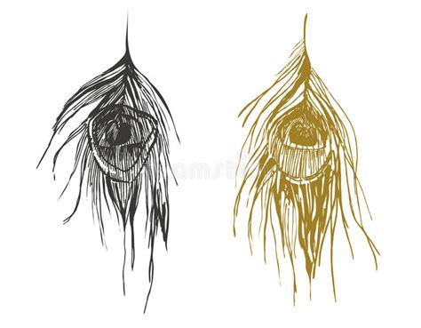 Peacock Feathers Stock Illustrations 7050 Peacock Feathers Stock