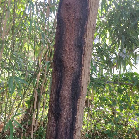 Tree Trunk Rot Beneath Rotten Limb Walter Reeves The Georgia Gardener Tree Trunk Rot Beneath Rotten Limb Walter Reeves The Georgia Gardener