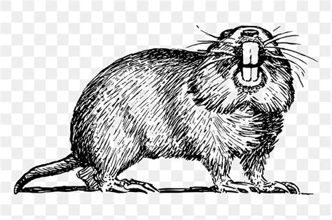 Pocket Gopher Clip Art