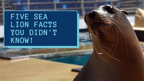 Five Sea Lion Facts You Didn T Know Youtube