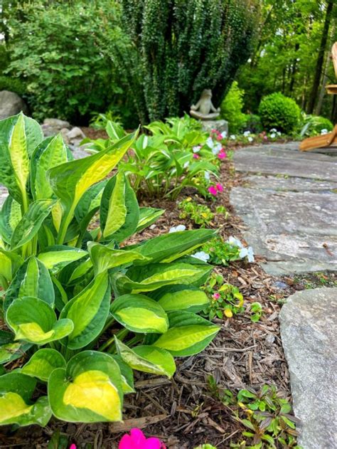 How To Divide Hostas And Double Your Plants For Free Bricks N Blooms With Stacy Ling