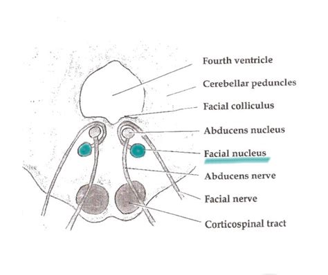 The Facial Nerve Cn Vii Cranial Nerves Anatomy Geeky Medics