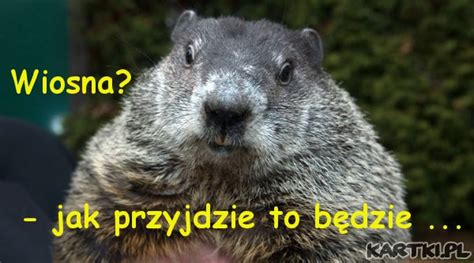 Świstak Phil Z Punxsutawney Kartki Pl