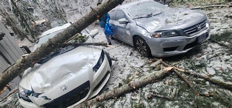 Posted Earlier About Trees Falling Down Onto My Apartment R Eugene