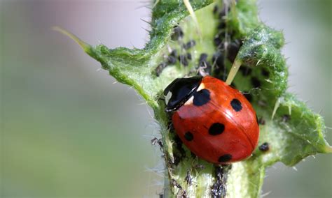 Free Picture Nature Insect Thistle Herb Ladybug Biology Beetle