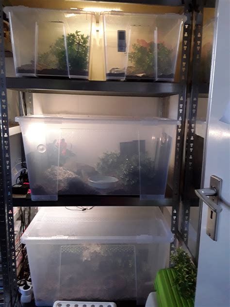Ball Python Breeding Racks