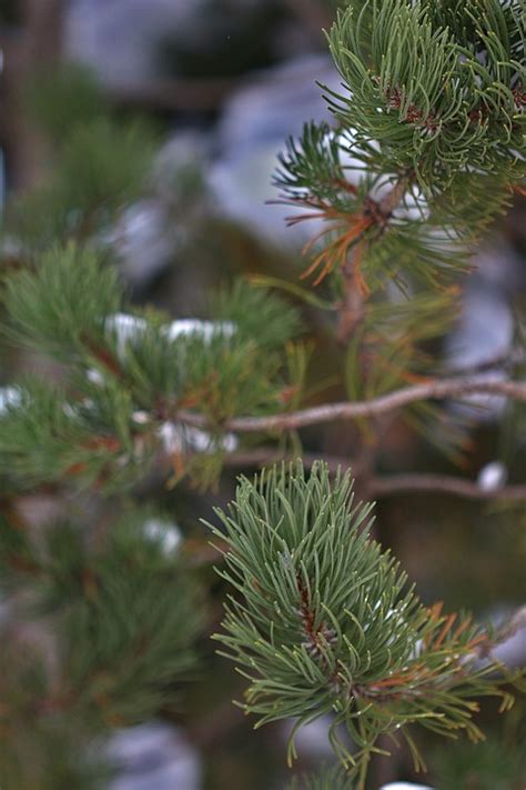 Pine Twig Spruce Free Photo On Pixabay