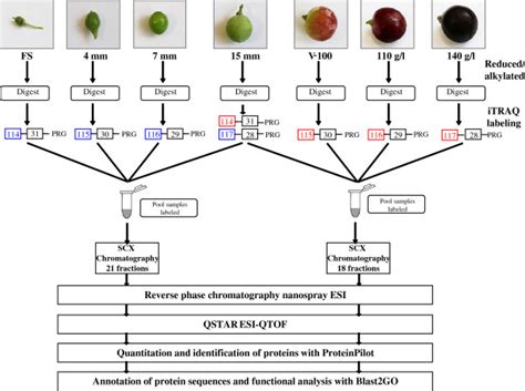 Workflow Of The Itraq Experiments For Both The First Growth Period And