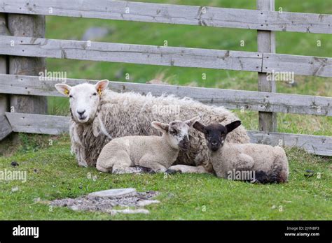 Shetland Sheep On The Shetland Islands Shetland Sheep Are A