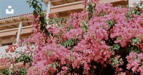 Foto Flores Rosadas Con Hojas Verdes Imagen Grecia Gratis En Unsplash