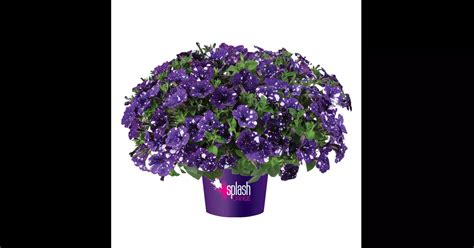 Petunia Splash Dance Bolero Blue - Muskátli- és balkonnövények széles ...