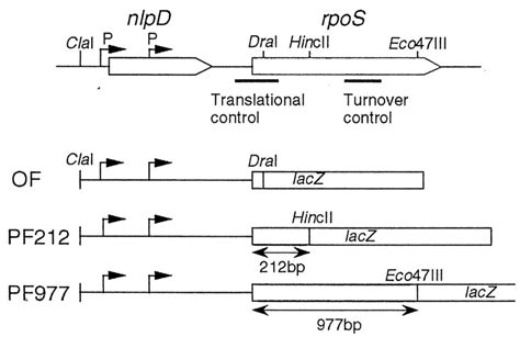 Schematic Representation Of A Set Of Rpos Lacz Fusion Genes Used In