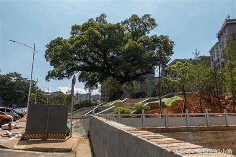 郴州市區內藏著1200多年的古樟樹據說是唐宋八大家之一韓愈所種 每日頭條
