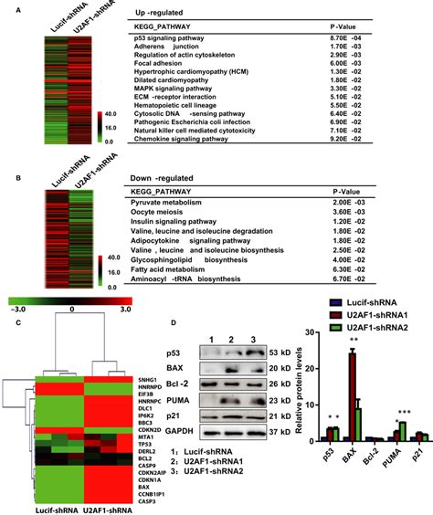 Knockdown Of U2AF1 Affected Gene Expression In Colonyformingunit