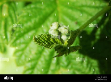 Raspberry Bud With A Leaf On A Green Background High Quality Photo