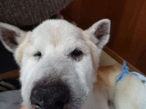 昨日の虎哲パパだけお買い物 柴犬虎哲の部屋