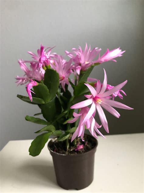 Rhipsalidopsis Easter Cactus Jade And Co