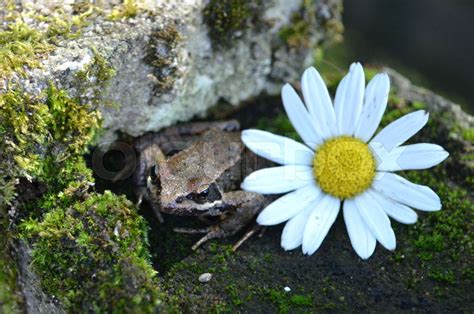 Lille frø ved siden af en margurit blomst Stock image Colourbox