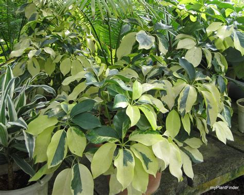 My Plant Finder Plant Guide Schefflera Arboricola Cultivar