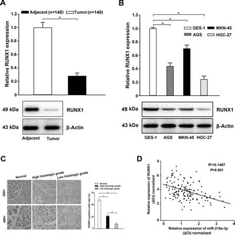 Decreased Expression Of Runx1 In Gc Tissues And Cell Lines A B The Download Scientific