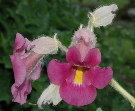 Proboscidea Fragrans Martyniaceae Image 30451 At