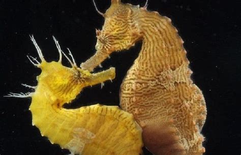 Interesting Facts About Sea Horses Page 2 Of 17