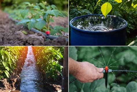 13 Prácticas Agrícolas Sostenibles Para Asegurar El Futuro De La