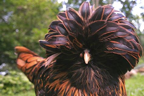Do The Funky Chicken 9 Weird Breeds Of Chicken From Home Wealth