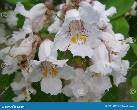 Catalpa Tree Scient Class Bignoniaceae Stock Image Image Of