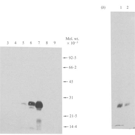 Immunofluorescence Staining Of Hcmv Infected Cells With Mab P2g 11 Hef