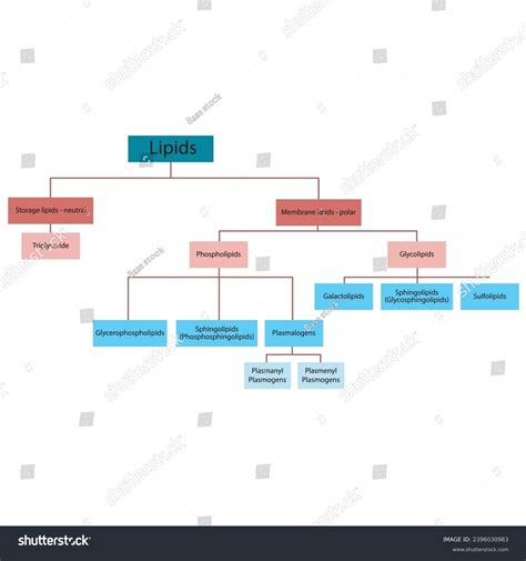 Diagram Showing Classification Lipids Storage Lipids Stock Vector Royalty Free
