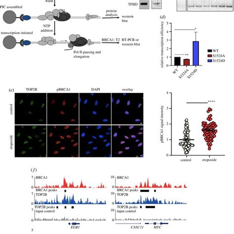 Brca1 Phosphorylation Controls Top2b Ubiquitination And Dna Binding Download Scientific Diagram