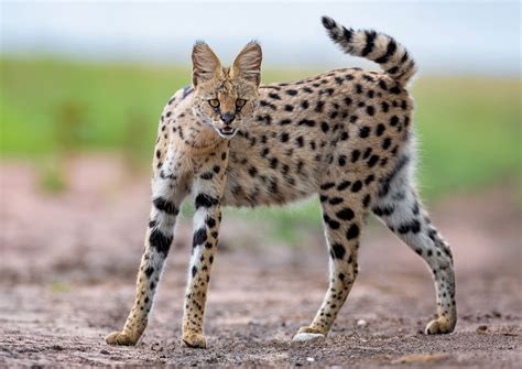 33 Facts About Serval