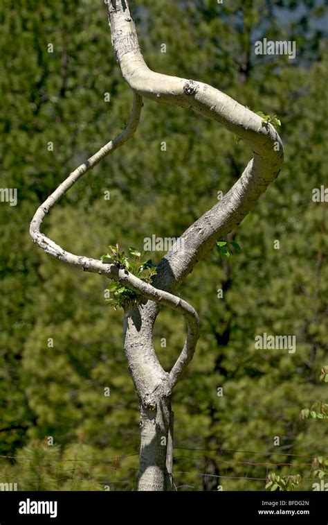Twisted Tree Trunk Hi Res Stock Photography And Images Alamy