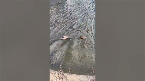 오리 한 쌍이 물살이 센 물길에서 먹이활동을 하고 있다 Youtube