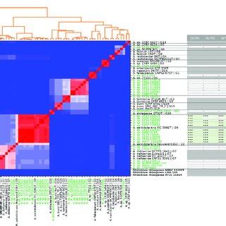 Phylogenetic Analysis Based On Average Nucleotide Identity Ani