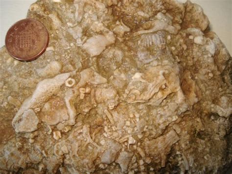 Calcarenite Fossiliferous Limestone