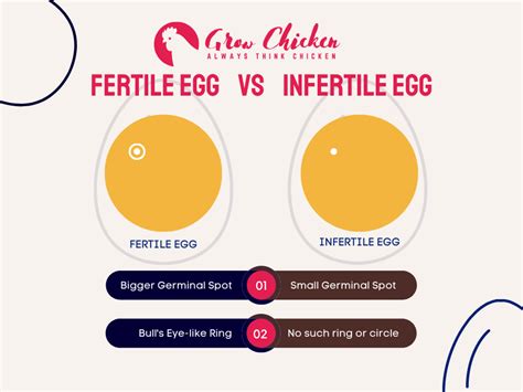 🥚 Fertile Eggs Vs Non Fertile Eggs Grow Chicken
