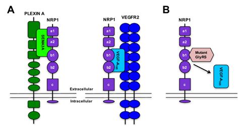 Figure S1 Nrp1 Is A Membrane Bound Receptor Protein With Diverse