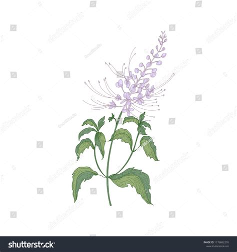 56 976 Java Flowers Images Stock Photos Vectors Shutterstock