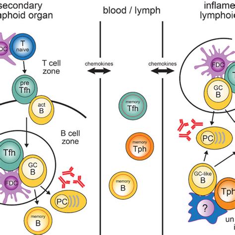 T Cell B Cell Cooperation In Secondary Lymphoid Organs And Inflamed