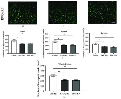 Immunostaining And Rgc Density In The Retinal Flatmounts Adgj