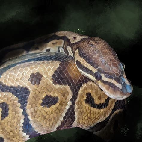 Ball Python Commission Rdrawing
