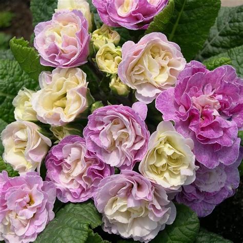 Double Primula Belarina Rosette Ice | Primula Belarina 'Pink Ice' (P ...