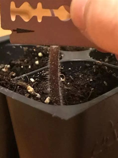 准备一把刀片和嫁接带，轻松完成番茄的嫁接，新手看了也能学会凤凰网