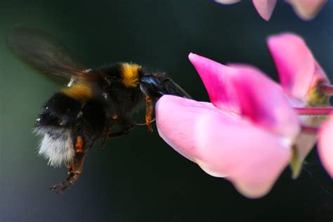 Buzz By Schmidtth On Deviantart