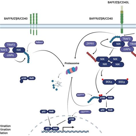 The Non Canonical Nfκb Signalling Pathway And The Role Of Download Scientific Diagram