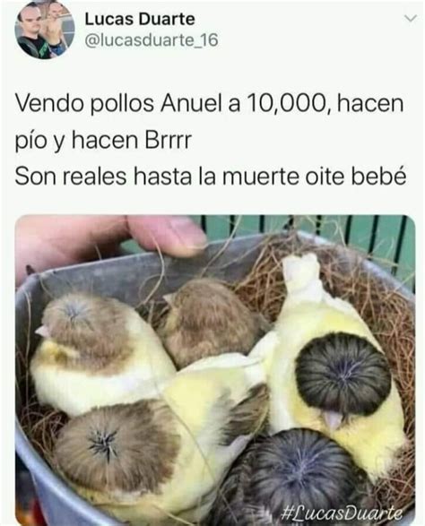 Pollos Anuel Meme Subido Por TEKAok Memedroid